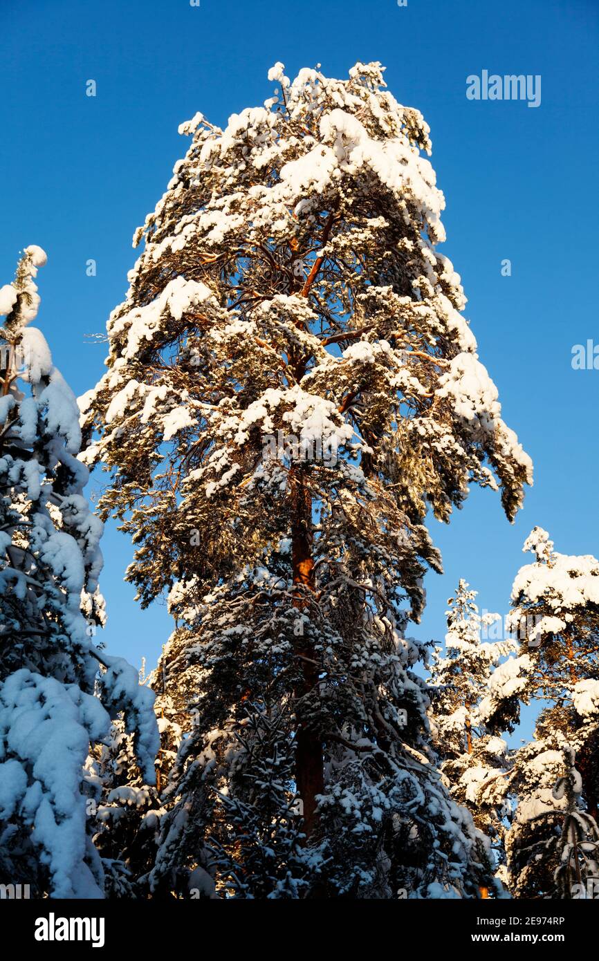 Green pine trees snow sunlight hi-res stock photography and images - Alamy
