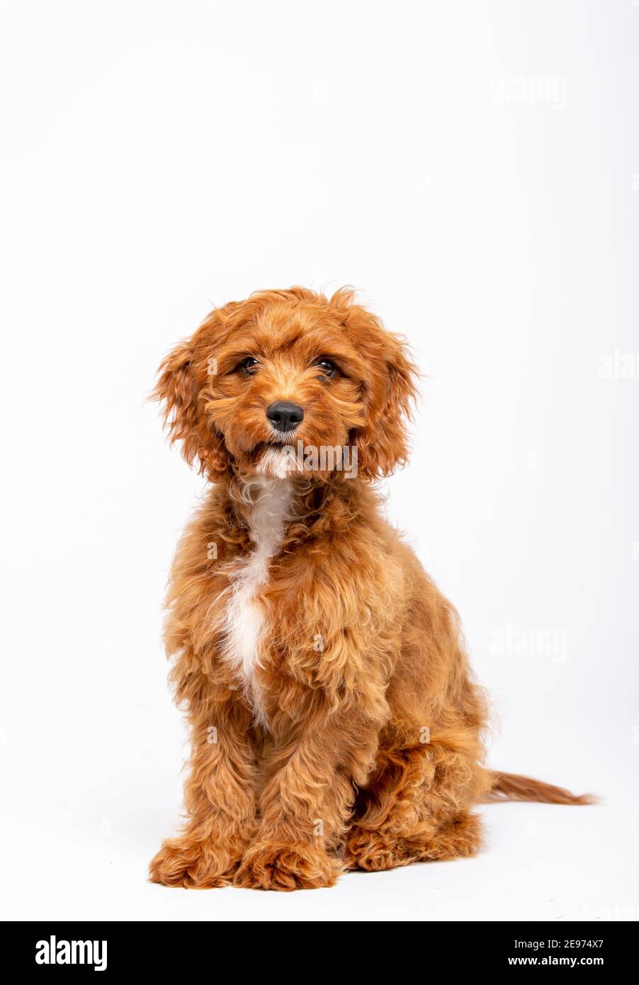 4 month old straight haired ruby red Cavoodle puppy Stock Photo - Alamy