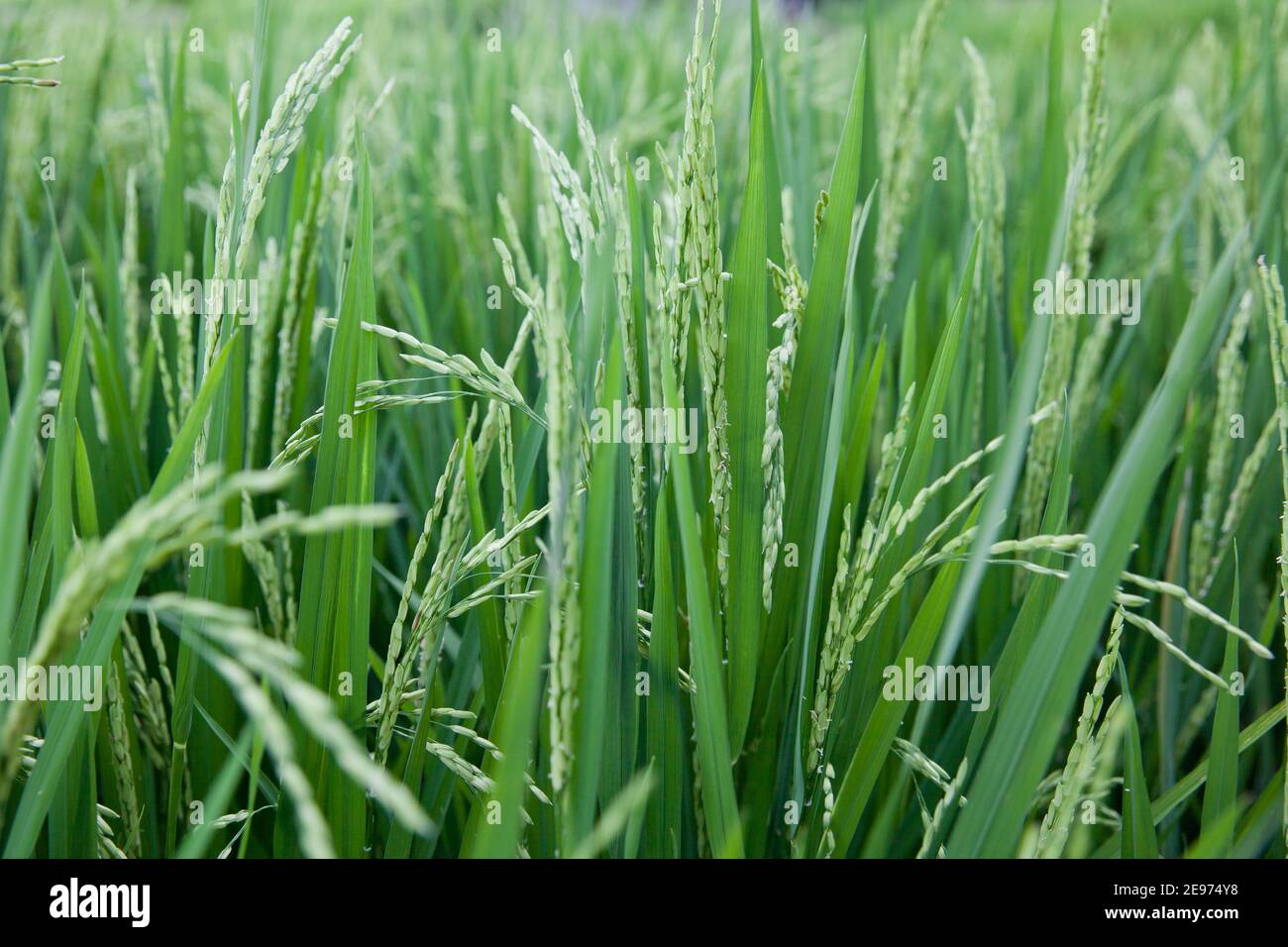 Ears of paddy hi-res stock photography and images - Alamy