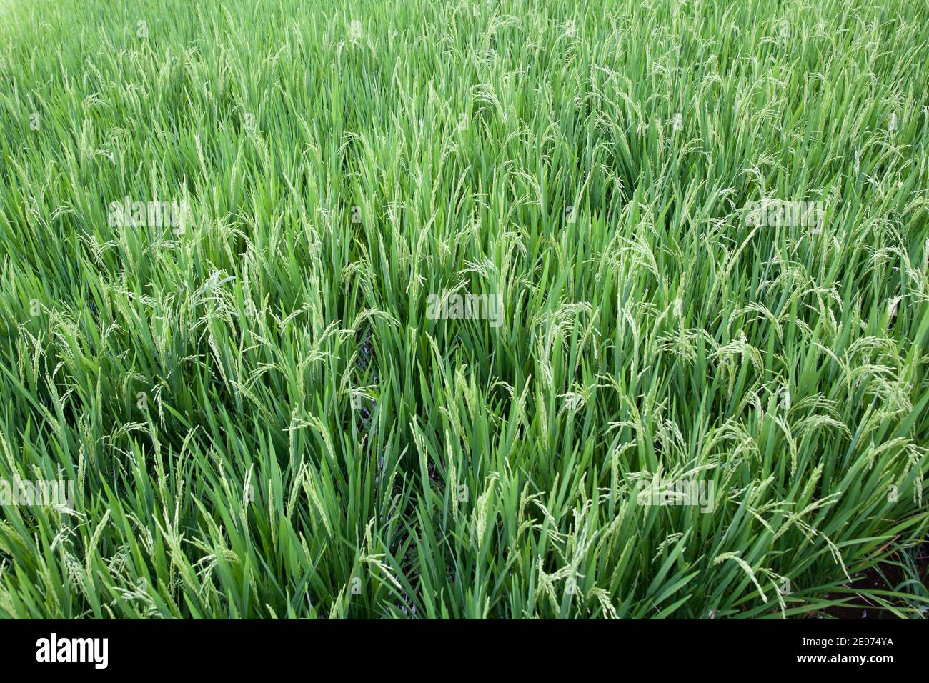 Rice ears. GRice ears. Growing rice in water, close-up Stock Photo - Alamy