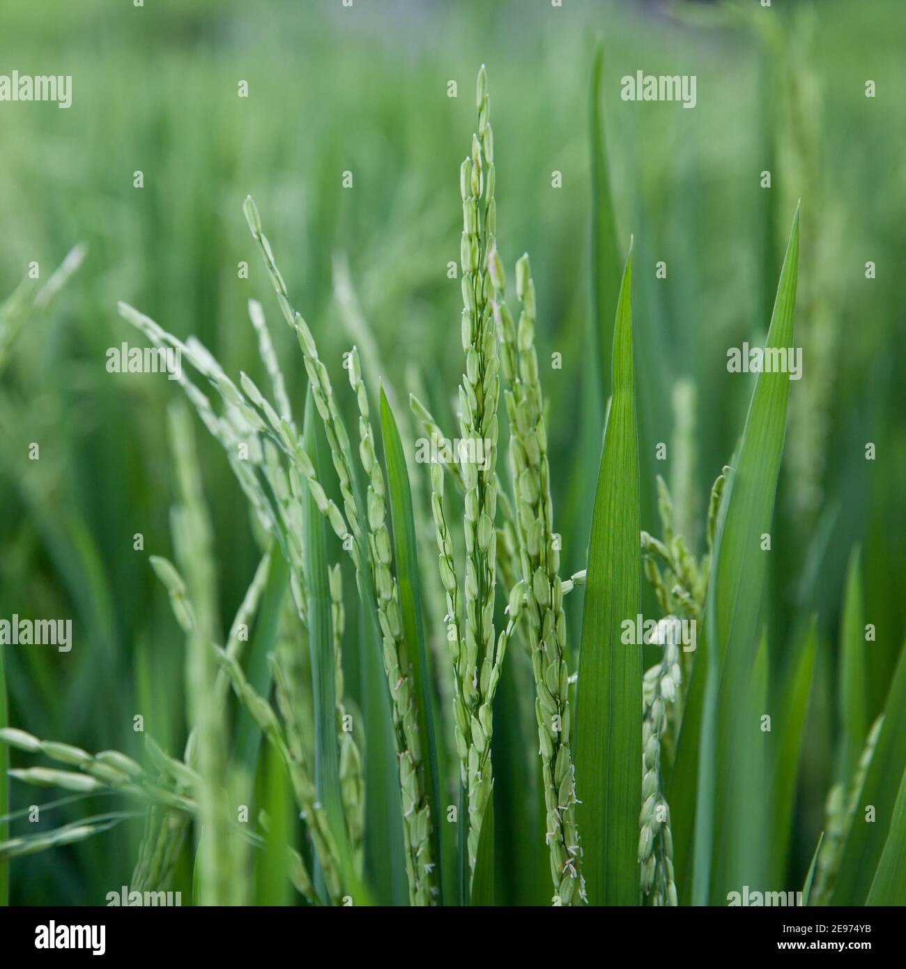 Ears of paddy hi-res stock photography and images - Alamy