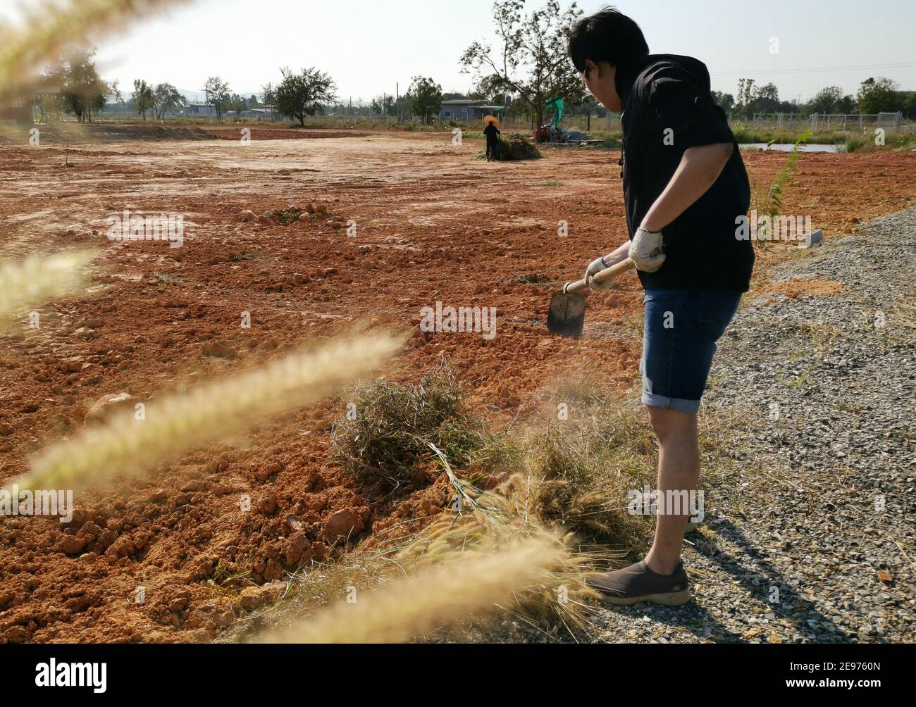 Gardeners are digging out grass with a hoe. Clear the area for planting ...