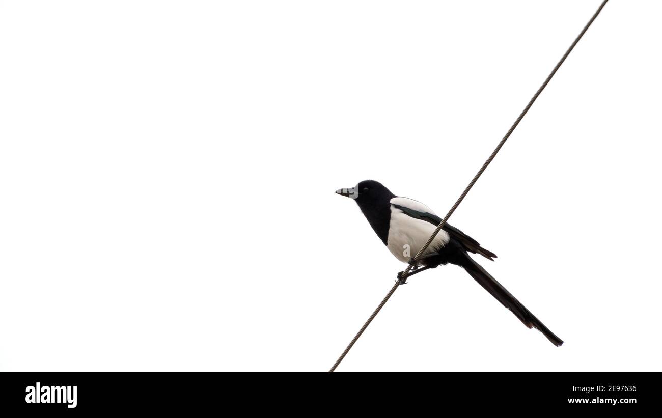Magpie silhouette hi-res stock photography and images - Alamy