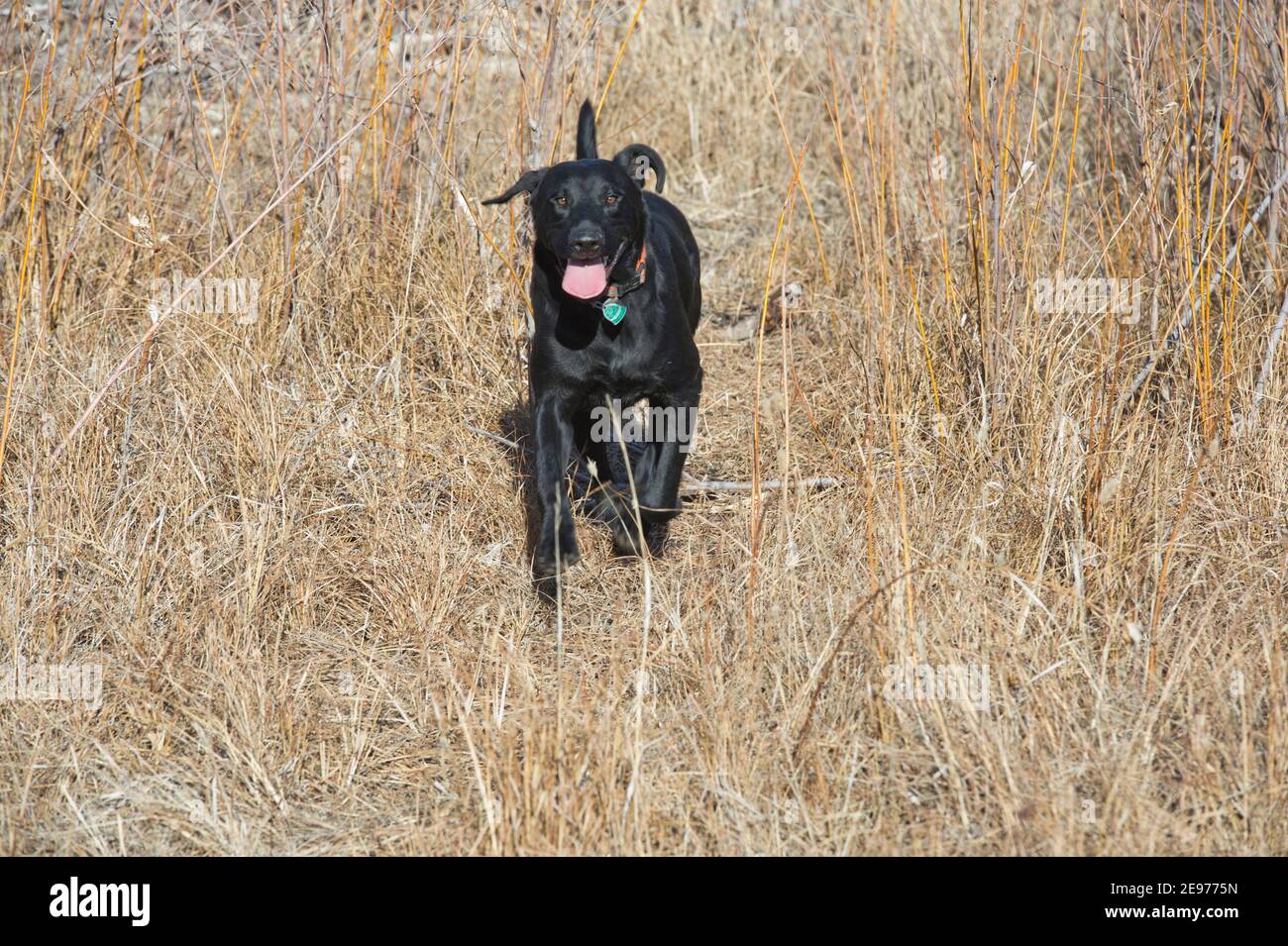 Black lab hunting hi-res stock photography and images - Alamy