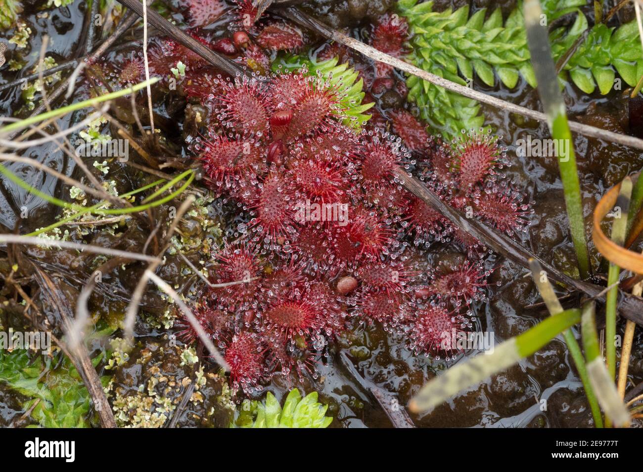 Group of red rosettes of Drosera tomentosa, a carnivorous plant, in ...