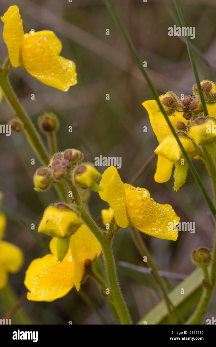 Corkscrew plant, genlisea hi-res stock photography and images - Alamy