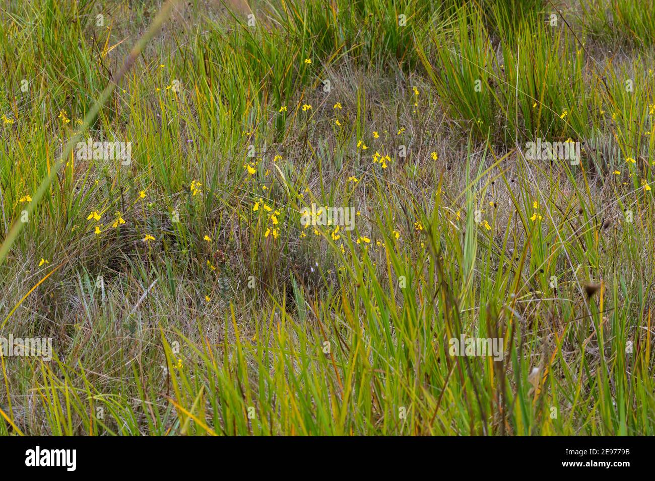 small colony of Genlisea aurea in flower in the Serra do Cipo ...