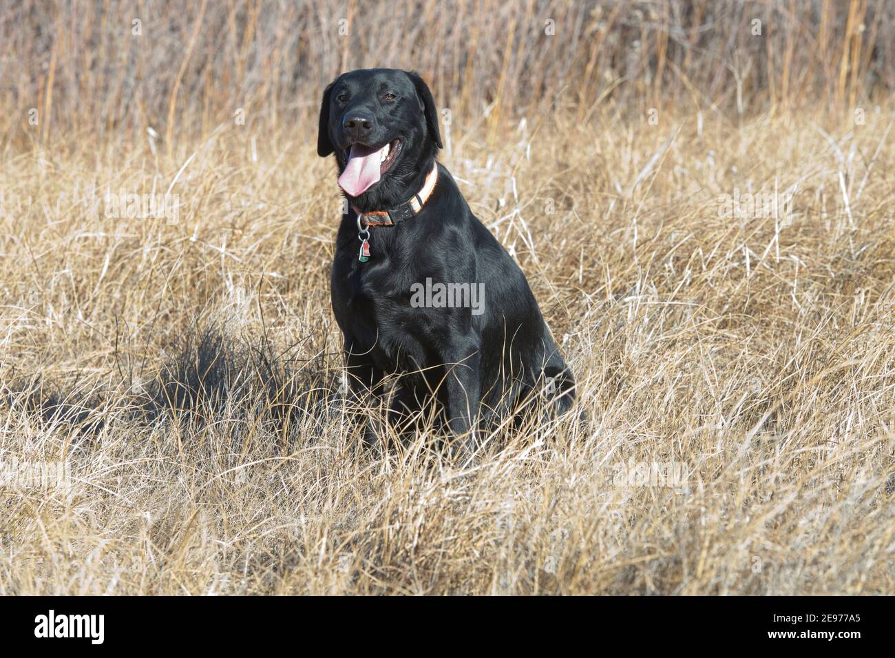 Sitting black family hi-res stock photography and images - Alamy