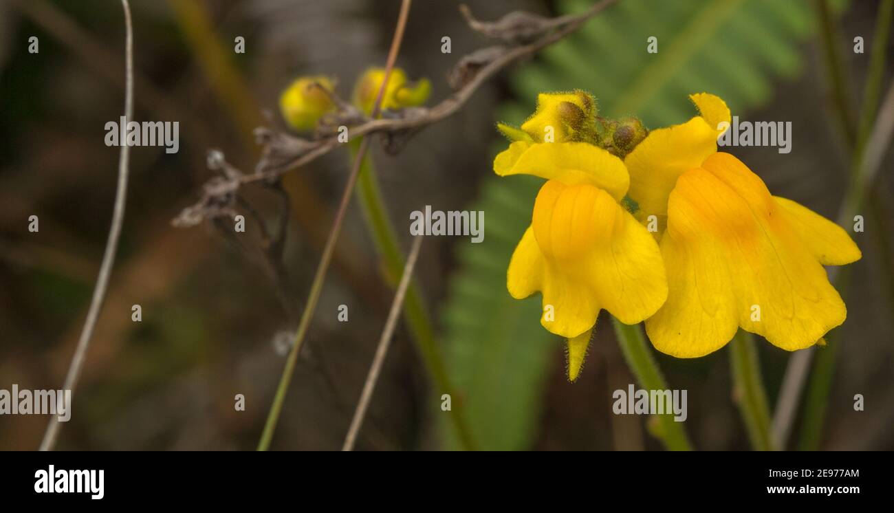 Genlisea aurea hi-res stock photography and images - Alamy