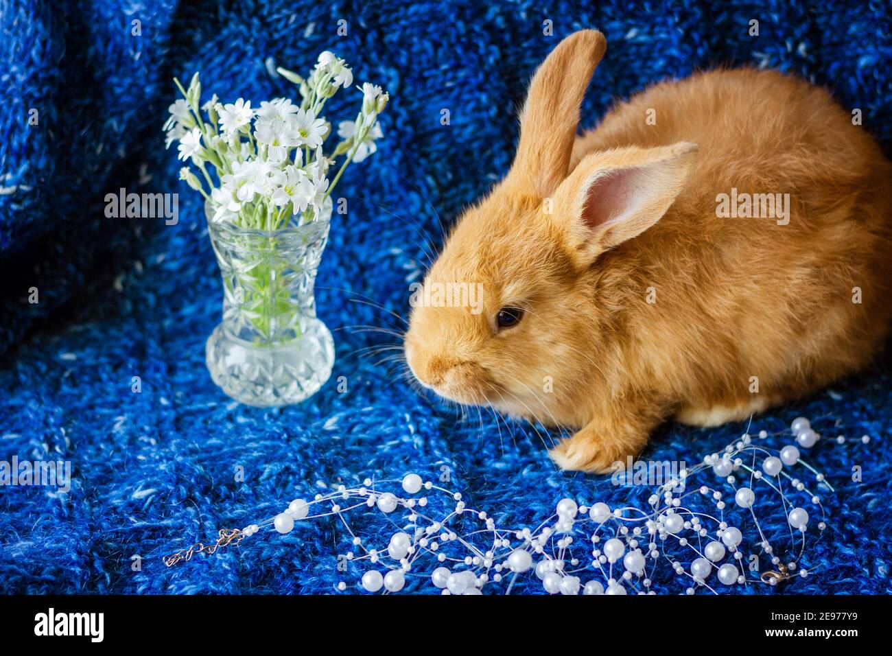 Cute fluffy ginger rabbit on a blue knitted background with a bouquet ...