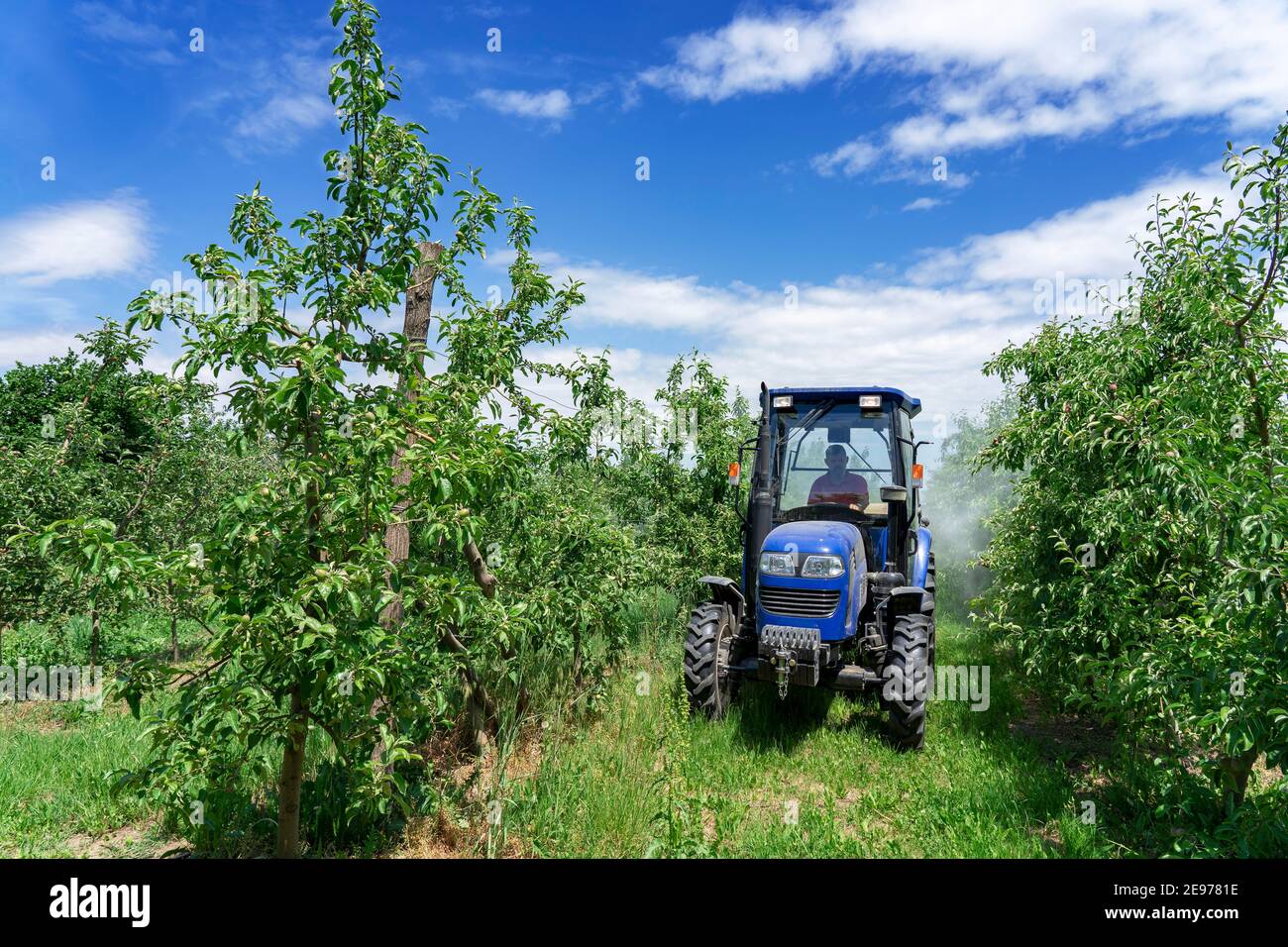 Farmer Driving Tractor Through Apple Orchard. Blue Sky with With Clouds ...