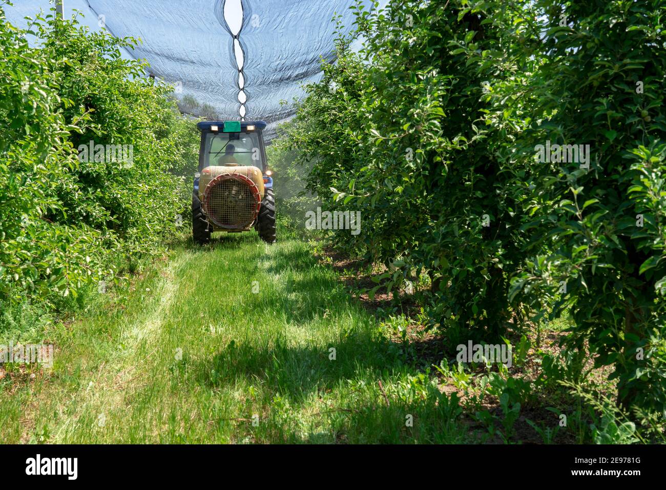 Farmer Driving Tractor Through Apple Orchard. Apple Tree Spraying with ...