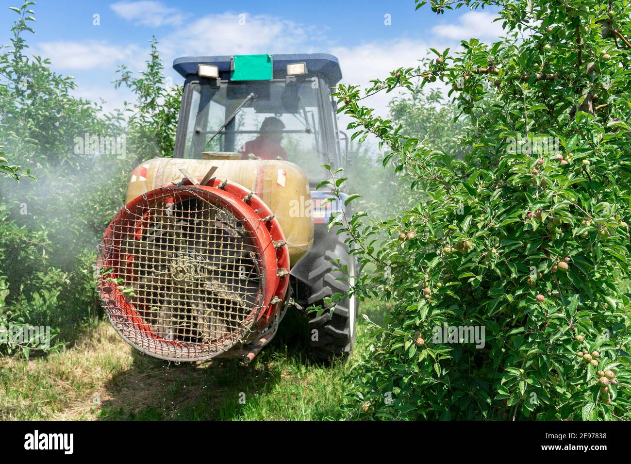 Farmer Driving Tractor Through Apple Orchard. Apple Tree Spraying with ...