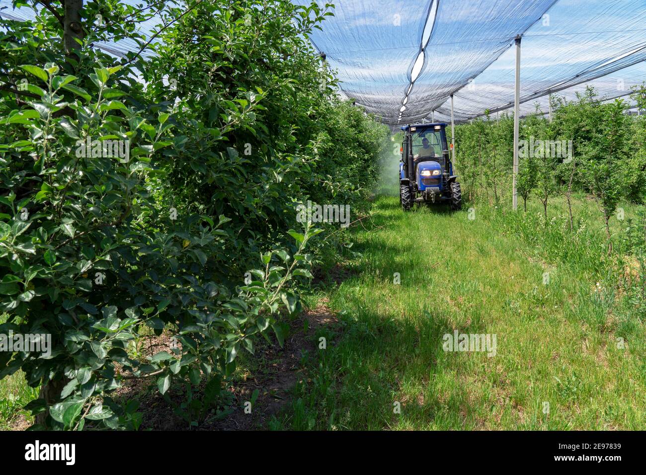 Farmer Driving Tractor Through Apple Orchard. Apple Tree Spraying with ...