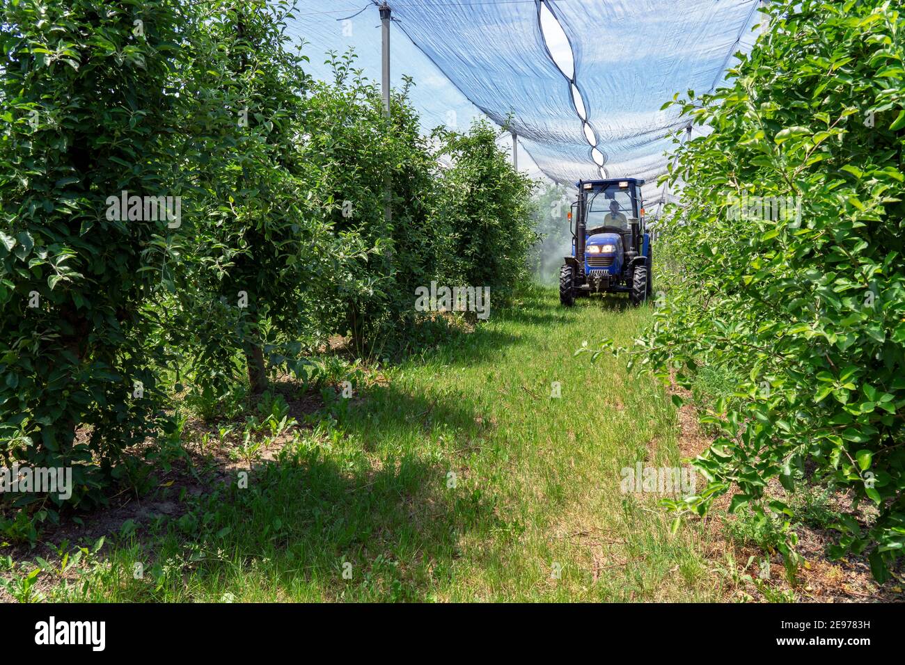 Farmer Driving Tractor Through Apple Orchard. Apple Tree Spraying with ...