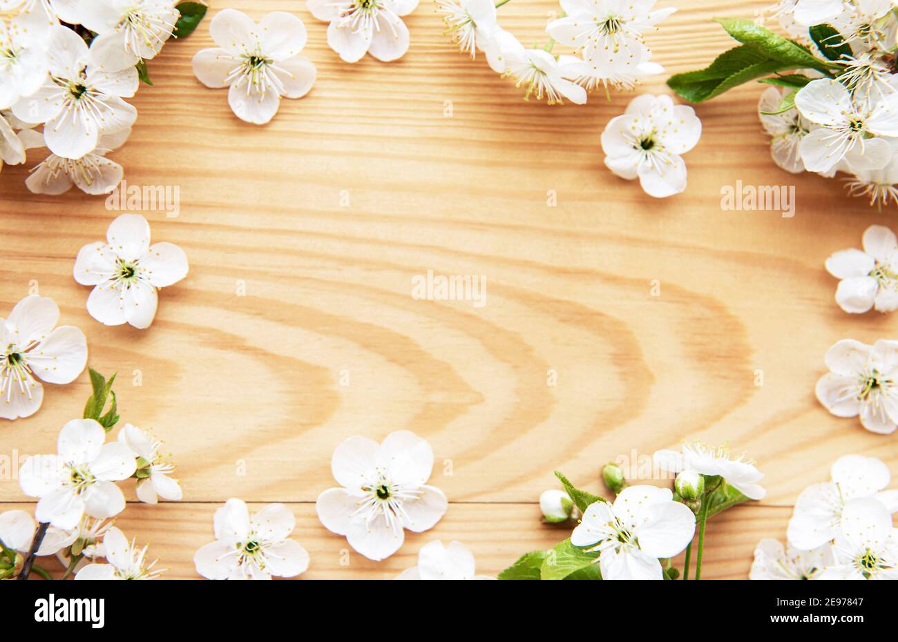 Spring border background with beautiful white flowering branches ...