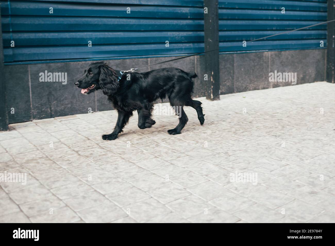 Black cocker spaniel dog running on leash down city street during walk ...