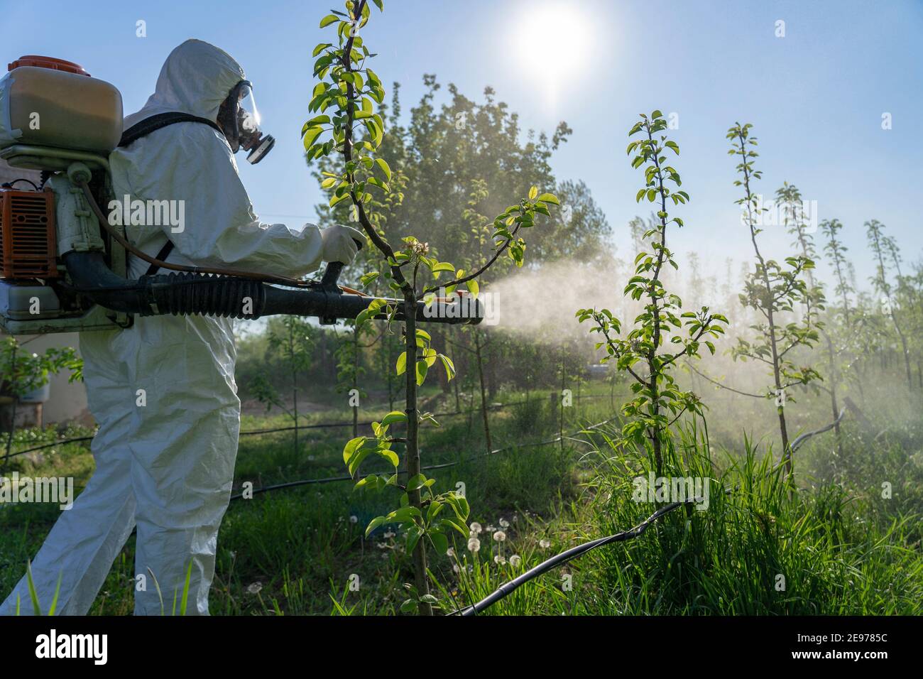 Farmer Spraying Orchard in Springtime. Farmer Sprays Trees With Toxic ...