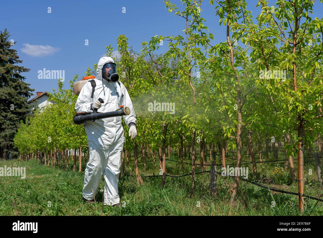 Man in Coveralls With Gas Mask Spraying Orchard in Springtime. Farmer ...