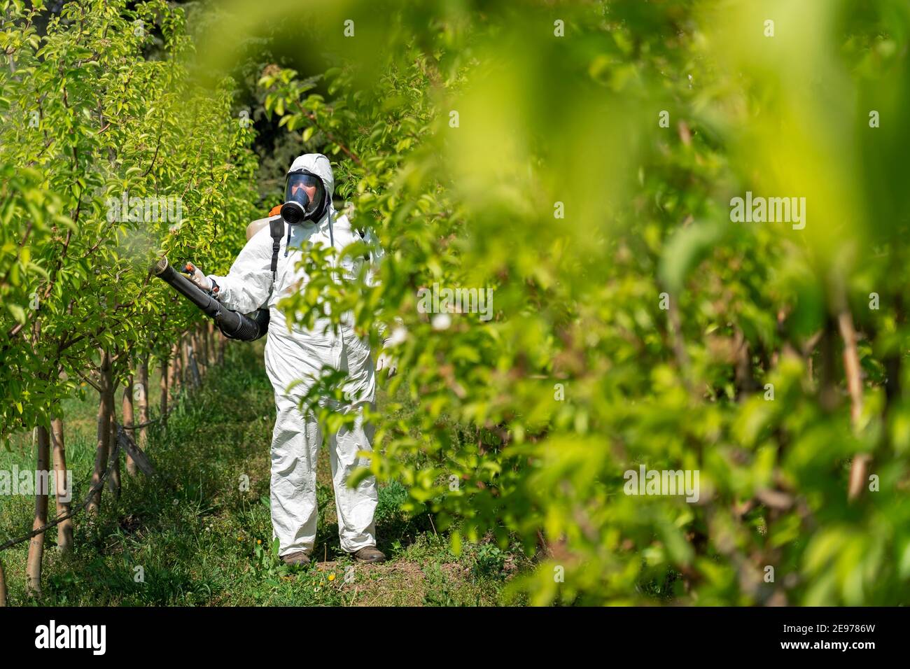 Man in Coveralls With Gas Mask Spraying Fruit Orchard. Farmer Sprays ...
