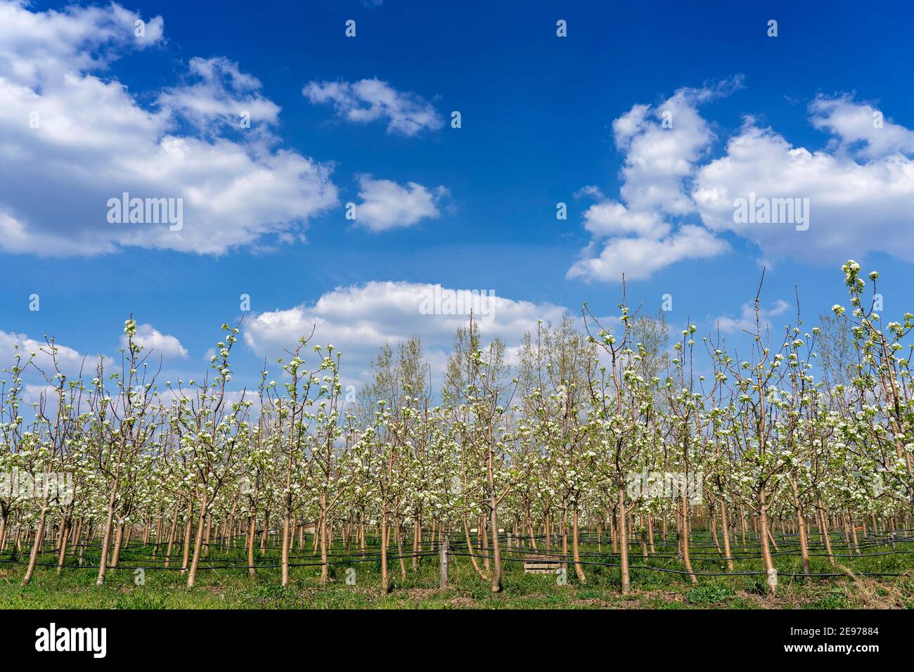 Spring Scene in Blooming Orchard. Drip Irrigation In the Blooming Pear ...