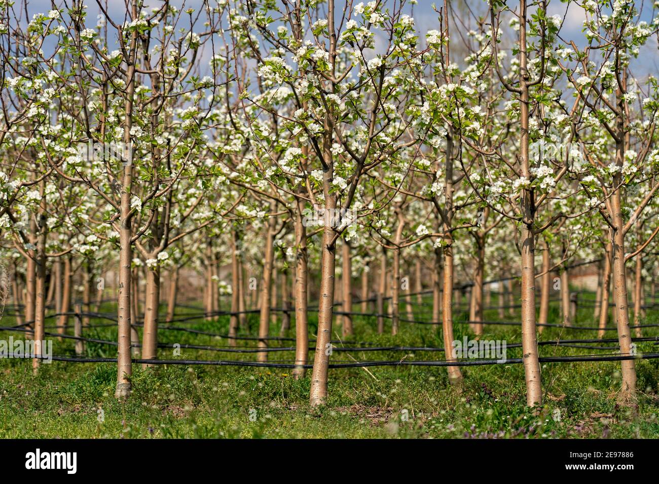 Spring Scene in Blooming Orchard. Drip Irrigation Of Fruit Trees. Pear ...