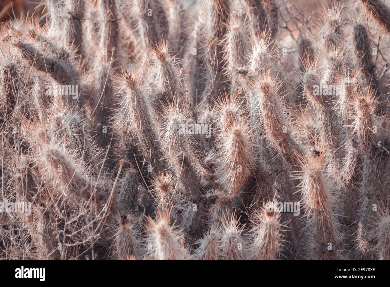 Durango mexico desert hi-res stock photography and images - Alamy