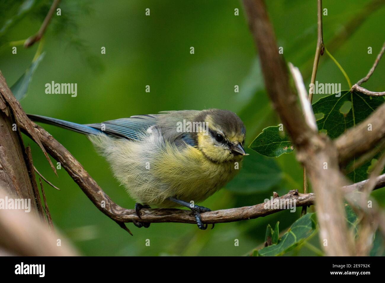 Cute juvenile Eurasian blue tit bird in the green forest foliage Stock ...