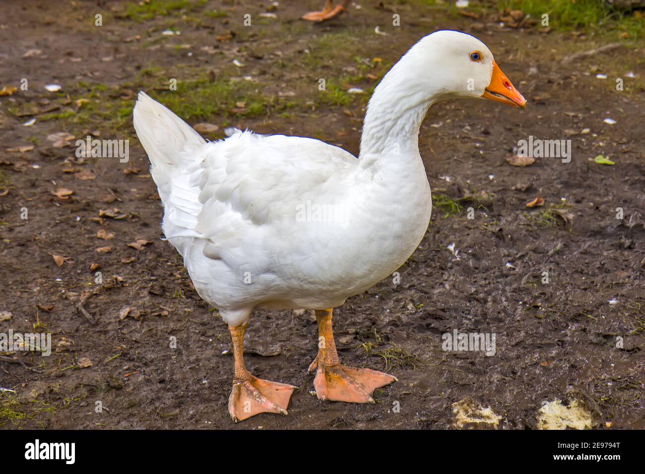 White goose in the mud Stock Photo - Alamy