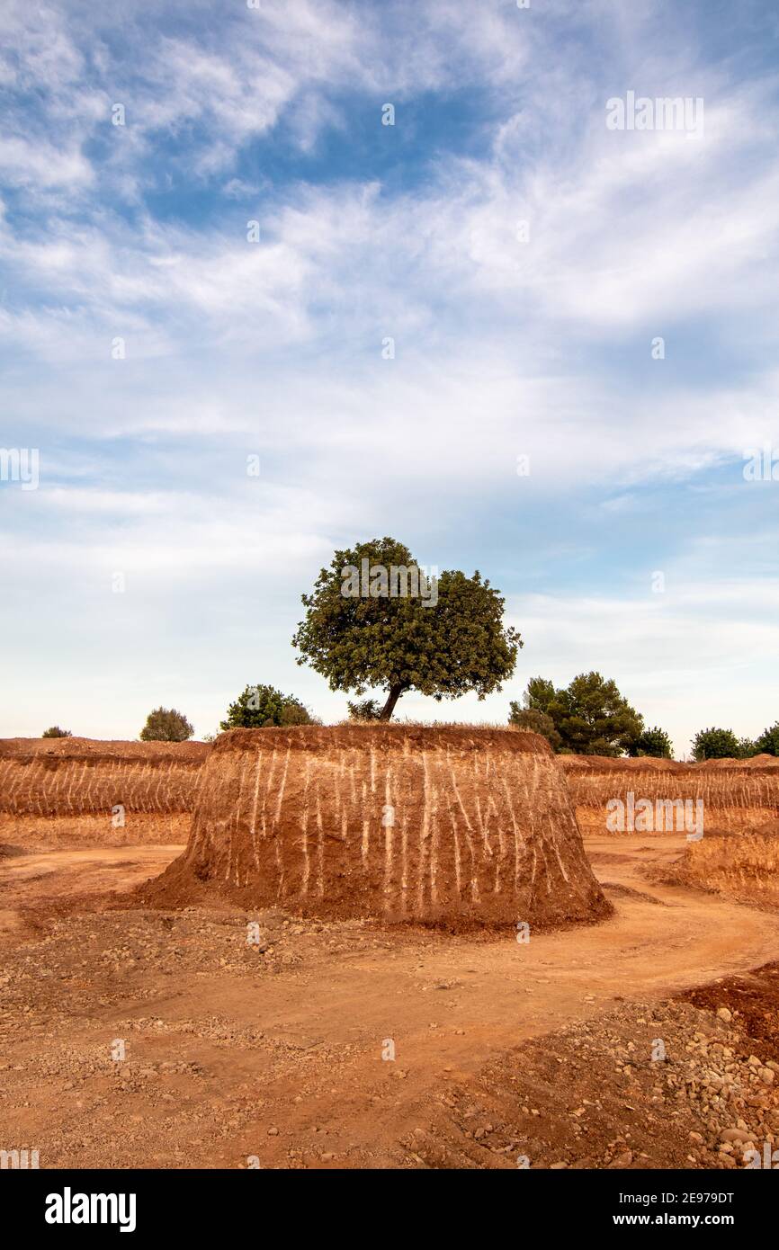 An isolated tree in the middle of a large excavation on a small island ...