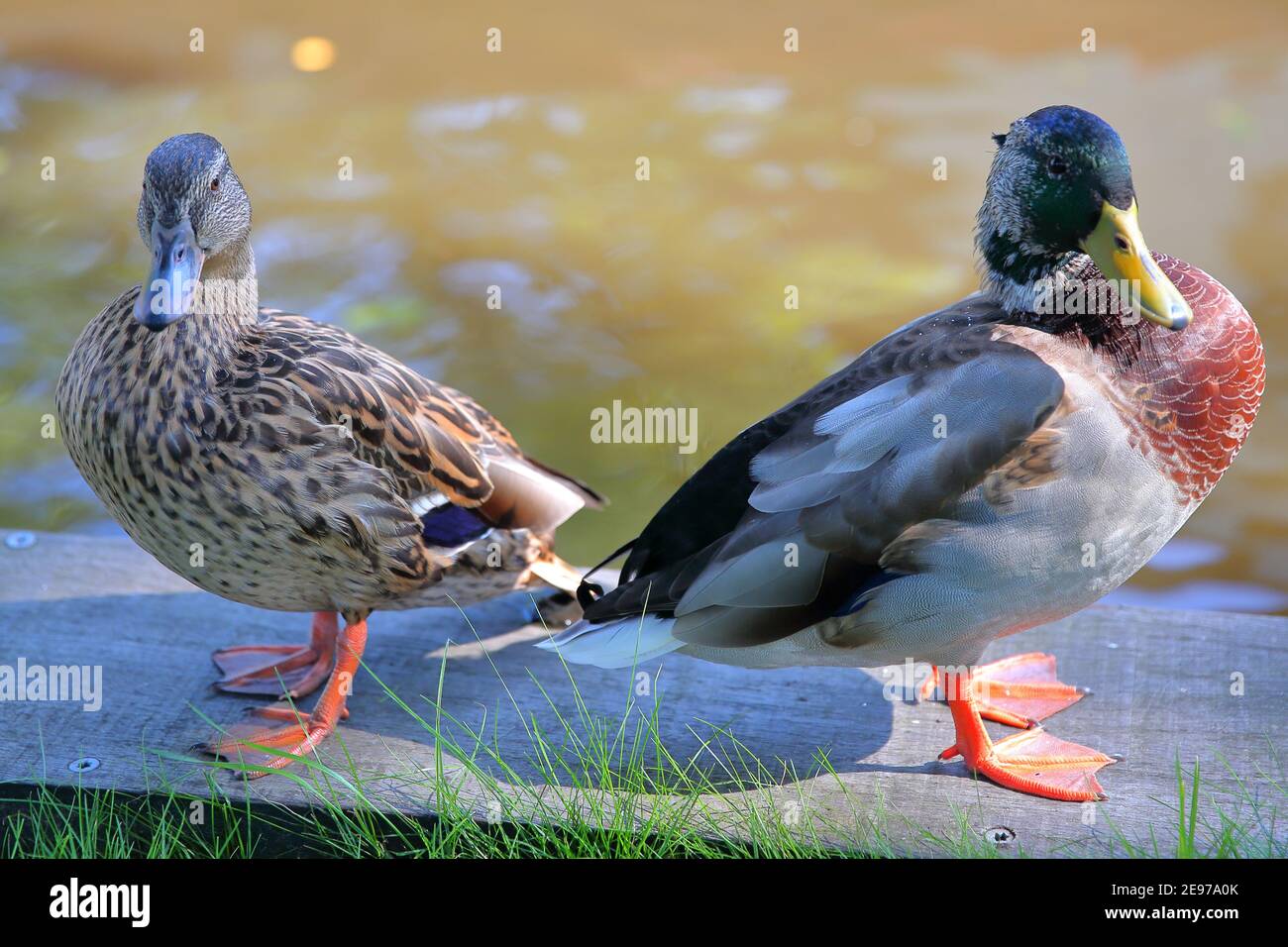 Close-up on colorful ducks along a canal in Giethoorn, Overijssel ...