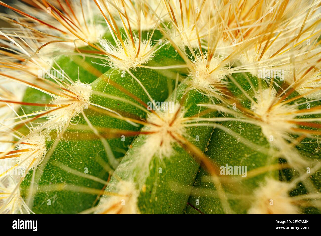 Macro photo of green cactus with spines Stock Photo - Alamy