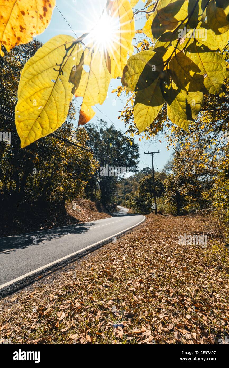 Summer Roads and trees fall in summer Stock Photo - Alamy