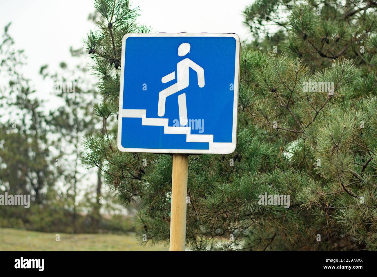 Road sign of an elevated crossing on the background of a pine tree ...