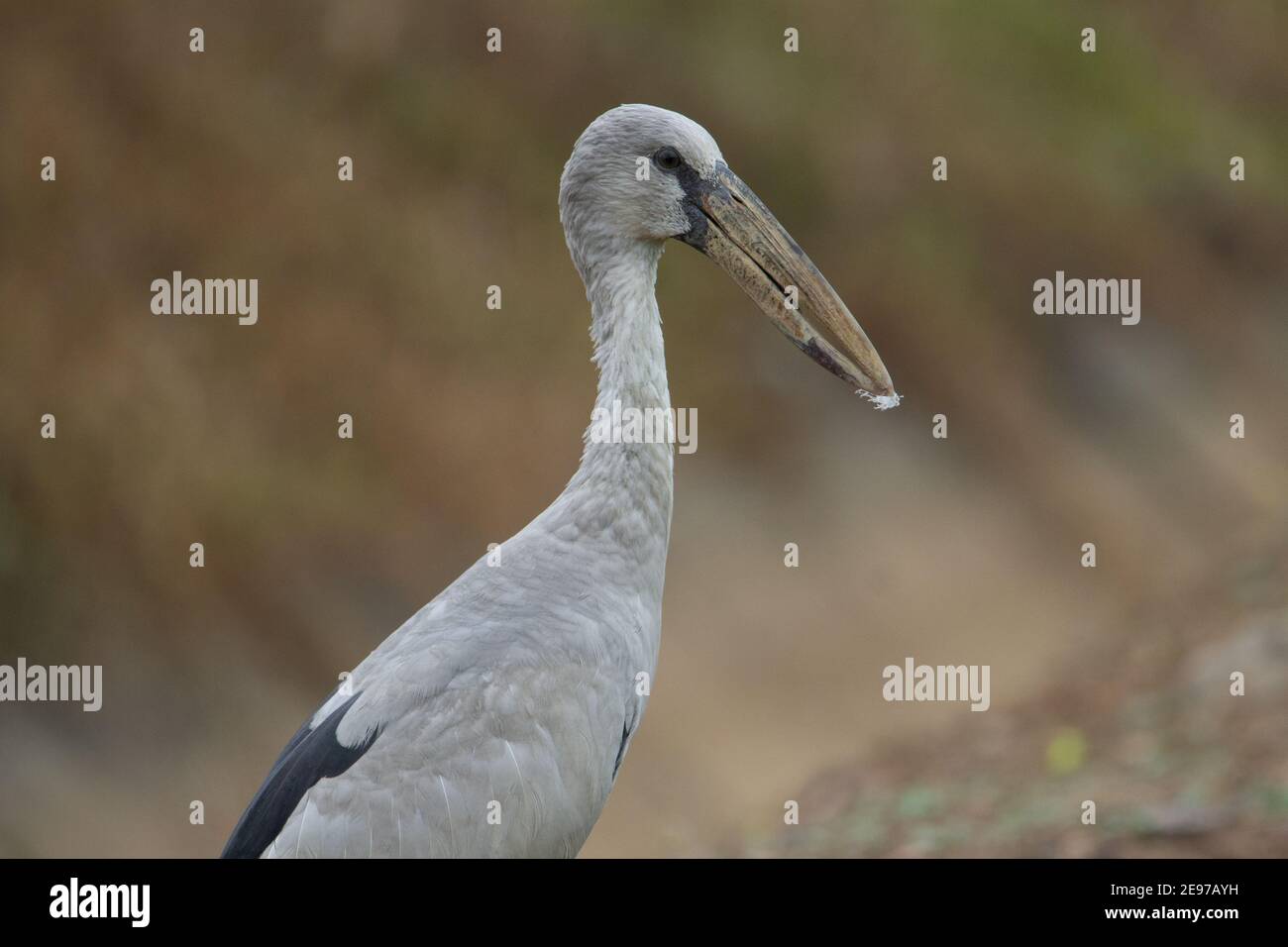 Asian openbill stork (Anastomus oscitans) an Asian open bill stork in ...