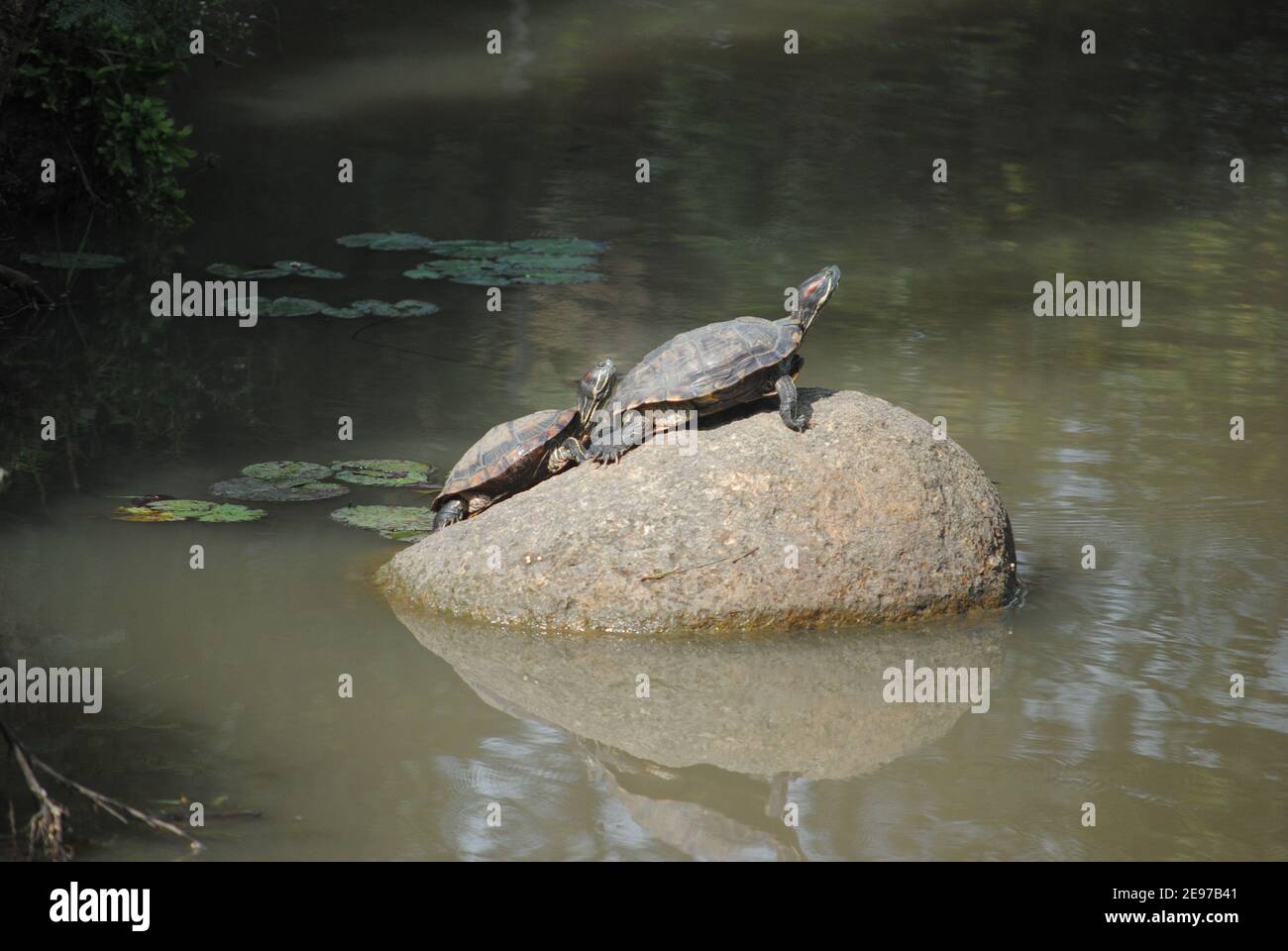 Couple of tortoises hi-res stock photography and images - Alamy