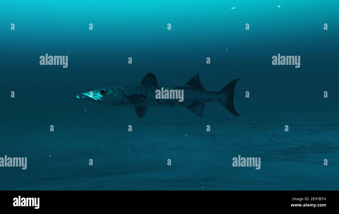 Closeup of Barracuda fish swimming in the clean deep blue ocean water ...