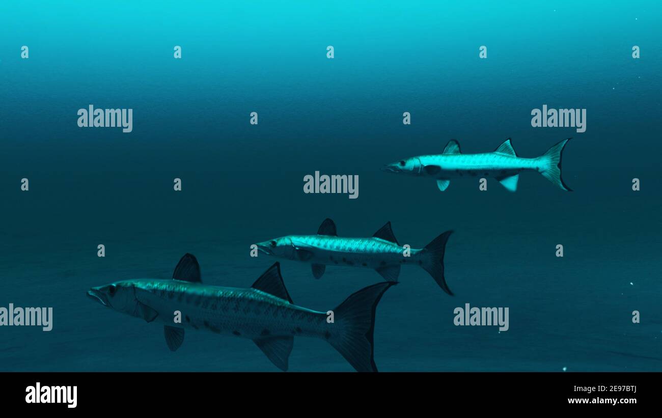 Three Barracuda fishes swimming in the deep blue ocean water ...