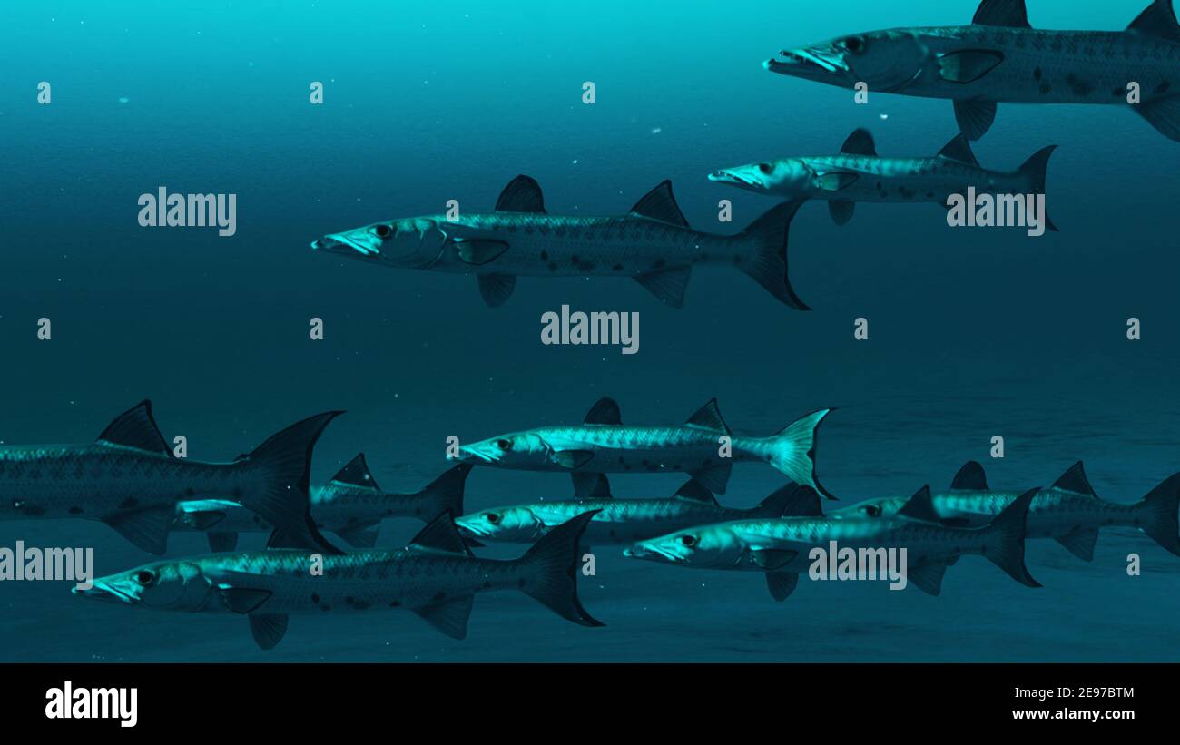 Closeup of multiple Barracuda fishes swimming in the deep blue ocean ...