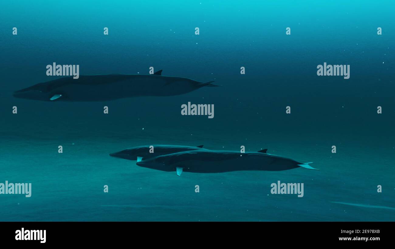 Blue whales hi-res stock photography and images - Alamy