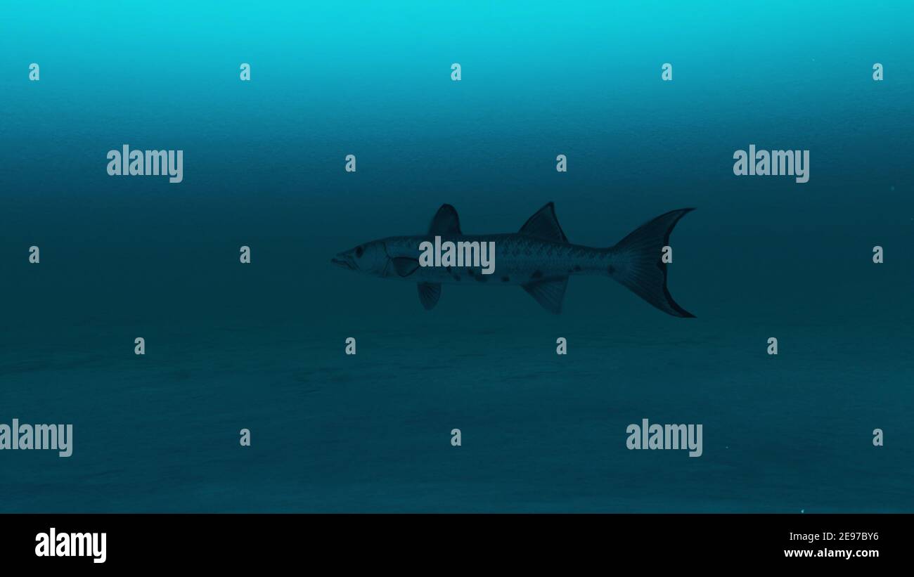 Barracuda fish swimming in the clean deep blue ocean water, Beauty of ...
