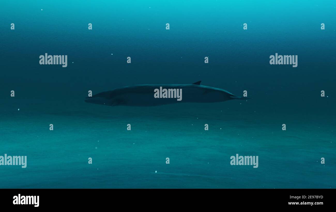 Whale closeup hi-res stock photography and images - Alamy