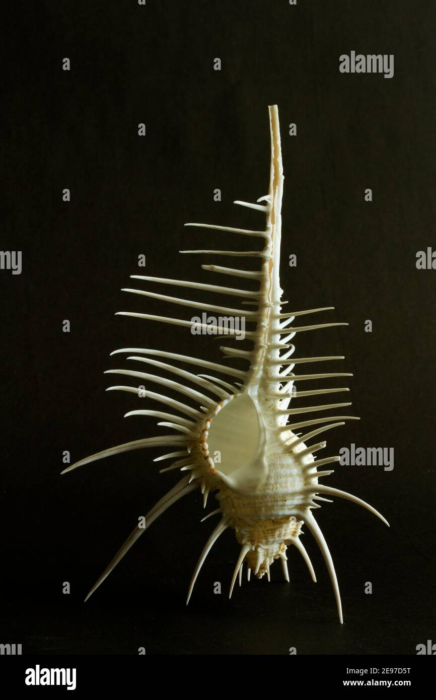 The unmistakable shell of a Venus Comb Murex, a predatory Rock Shell ...