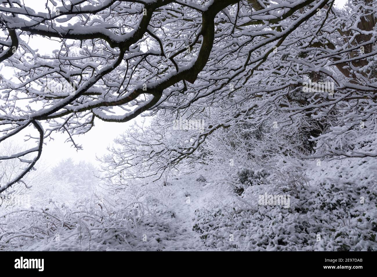 Trees in a heavy snow storm Stock Photo - Alamy