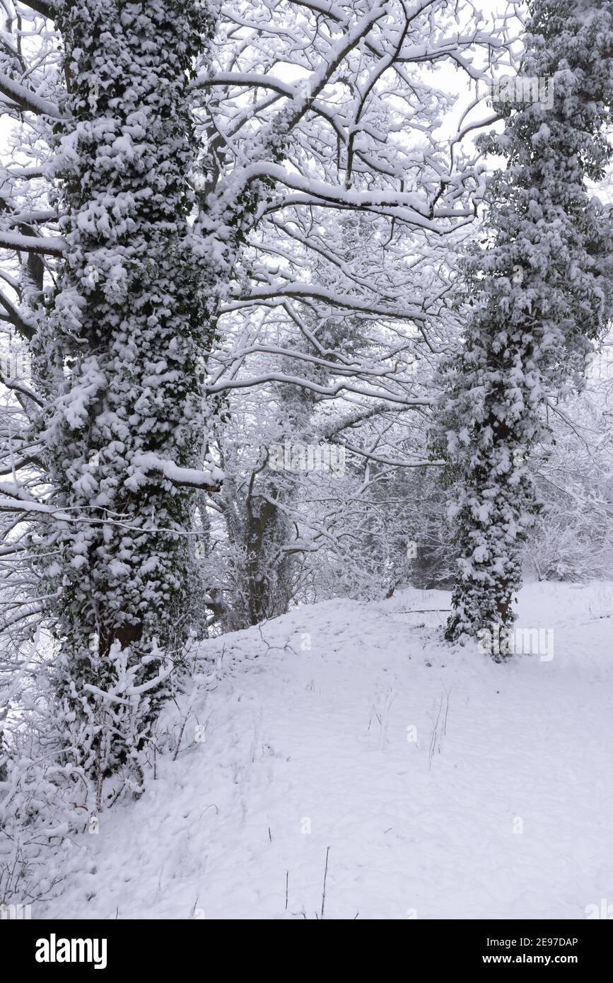 Trees in a heavy snow storm Stock Photo - Alamy