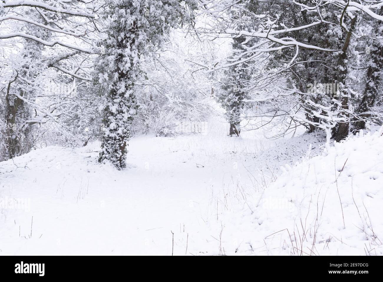 Trees in a heavy snow storm Stock Photo - Alamy