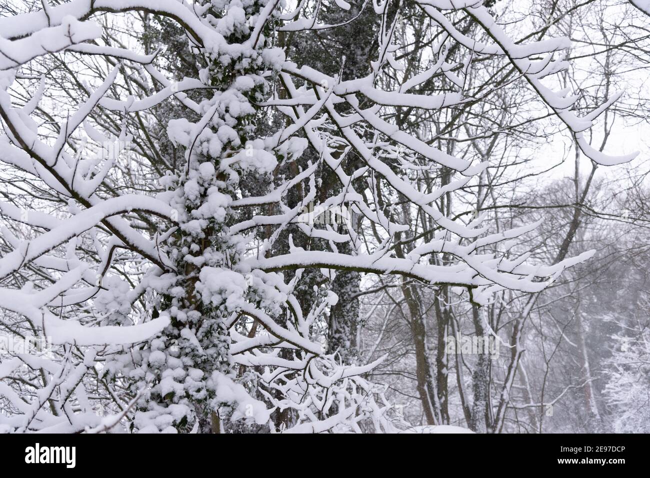 Trees in a heavy snow storm Stock Photo - Alamy