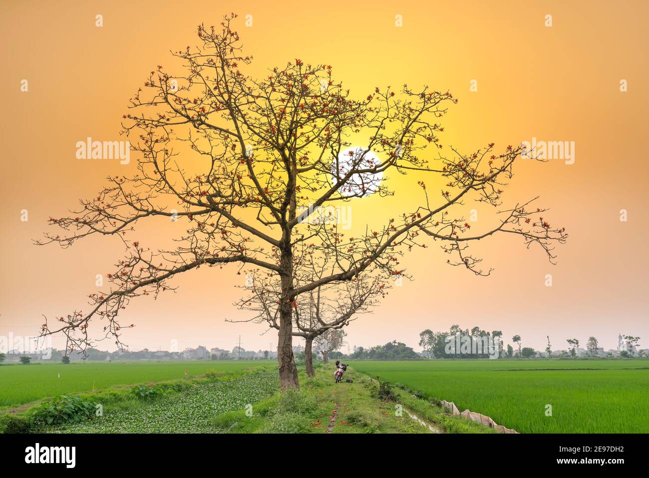 Beautiful Bombax Ceiba tree blooms in spring sunset sky. This flower ...