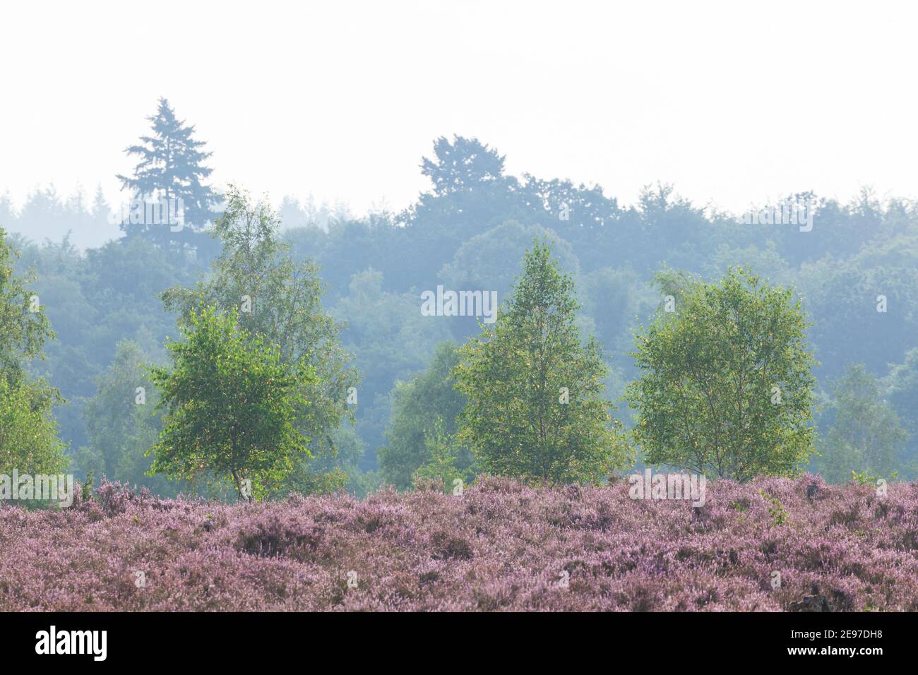 Heath landscape with morning mist, Heiede bloom, Niederhaverbeck ...