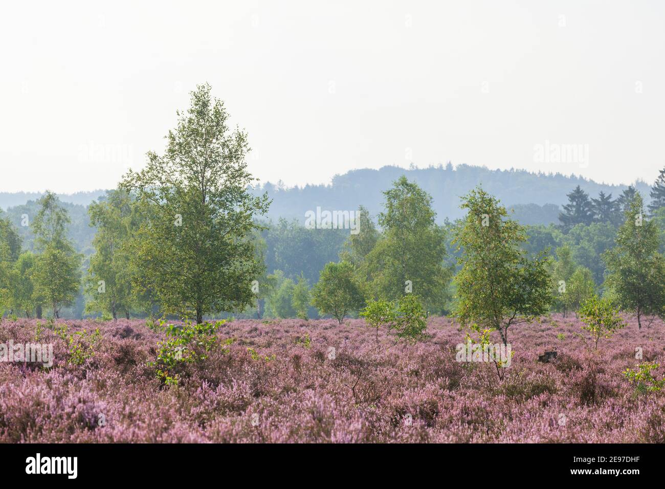 Heath landscape with morning mist, Heiede bloom, Niederhaverbeck ...